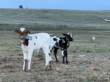 Reckon So X Lone Cowgirl 24 Bull